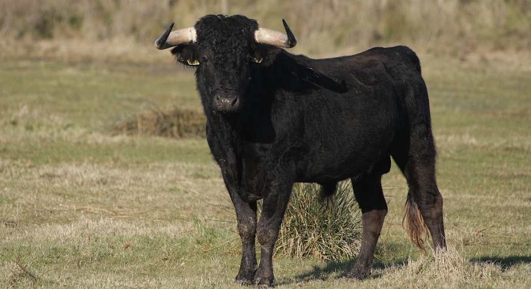Domar al toro de Creta - Séptimo trabajo de Hércules - Mitología de ...